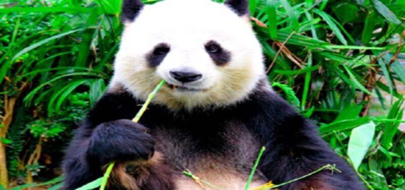 Dujiangyan panda base and irrigation system park day tour - Key Points