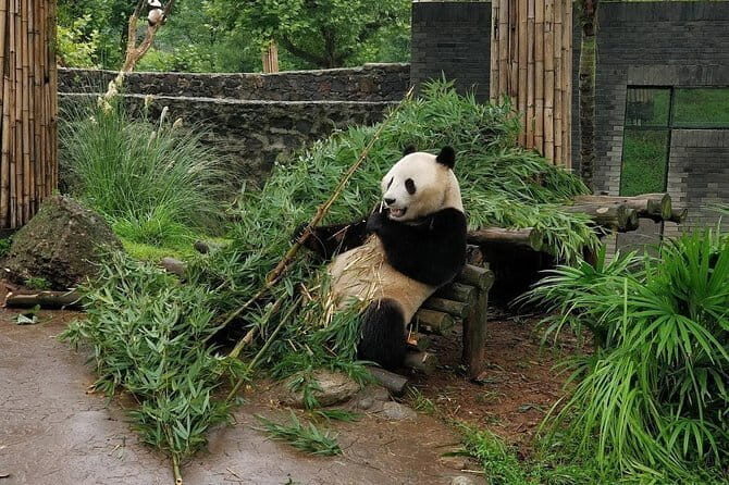 Dujiangyan Panda Base and Mt.Qingcheng one day private tour - An In-Depth Look at the Tour Experience