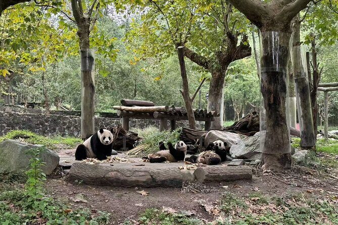 Dujiangyan Panda base & Irrigation System Private Day Tour - The Sum Up