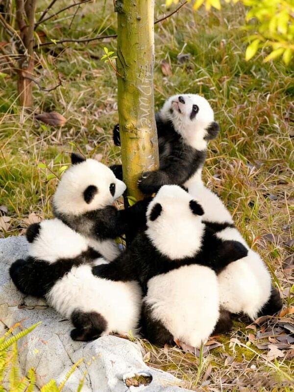 Dujiangyan: Panda Valley Ticket with Souvenir Charm - Exploring Dujiangyan Panda Valley: A Practical Review of the Ticket and Souvenir Charm Experience