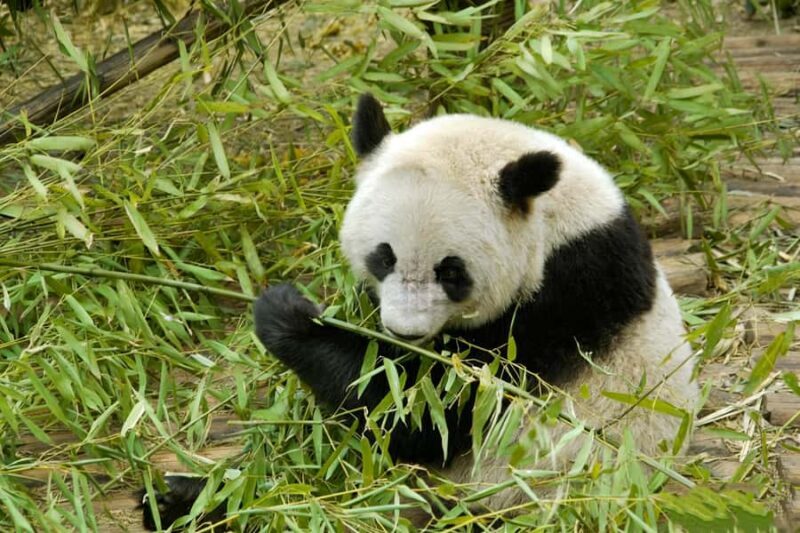 Dujiangyan: Panda Valley Ticket with Souvenir Charm - A Closer Look at the Experience
