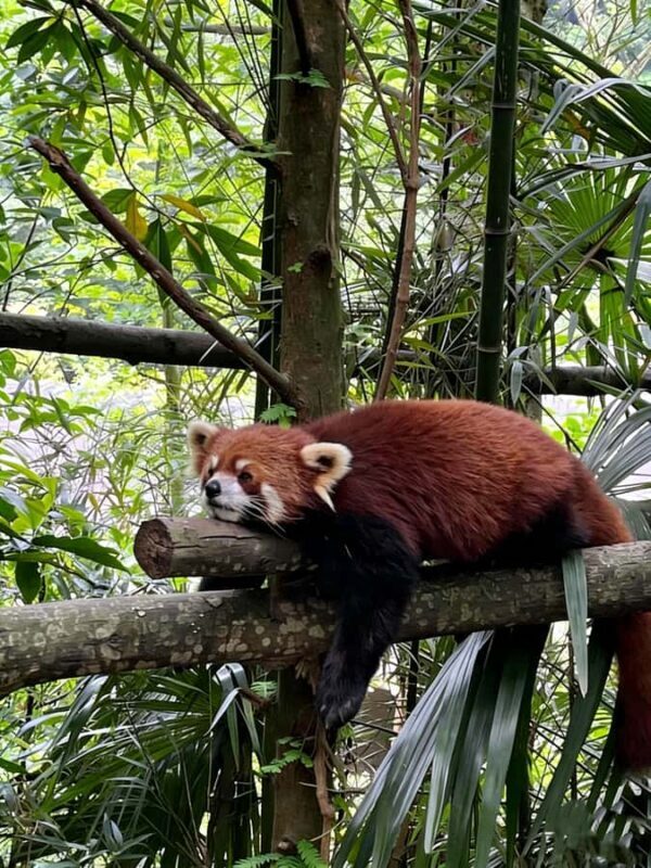 Dujiangyan: Panda Valley Ticket with Souvenir Charm - Frequently Asked Questions