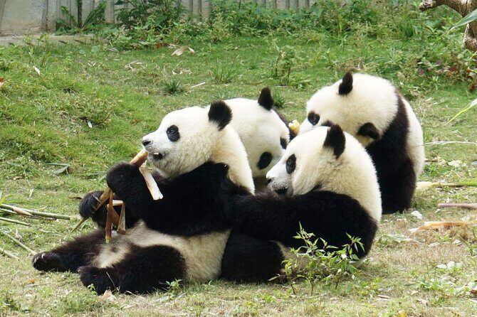 Dujiangyan/Wolong Panda Sanctuary day tour option panda keeper - What to Expect from the Day Tour