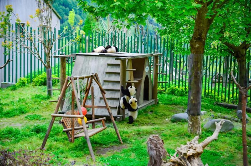 Dujiangyan: Wolong Shenshuping Panda Garden Ticket - An In-Depth Look at the Experience