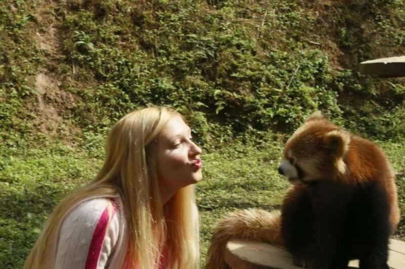 Dujingyan Giant Panda tour option Red Panda interactive - FAQ