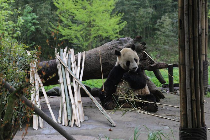 Dujingyan Panda Sanctuary Half day tour option panda volunteer - An In-Depth Look at the Panda Tour Itinerary