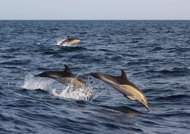Dumaguete: Dolphin Watching & Manjuyod Sandbar Private Tour - Key Points