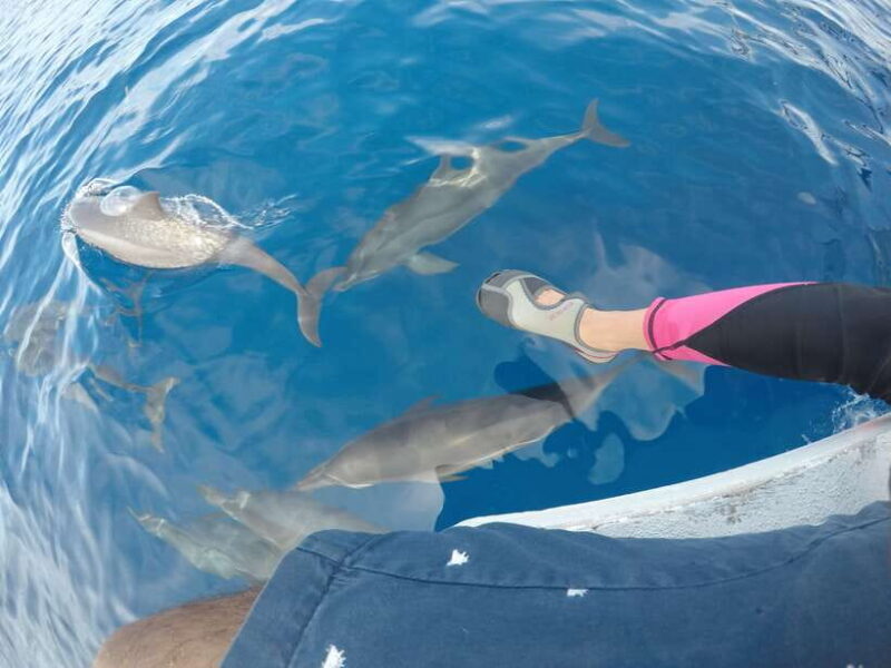 Dumaguete: Dolphin Watching & Manjuyod Sandbar Private Tour - An Introduction to the Dumaguete Dolphin & Sandbar Tour