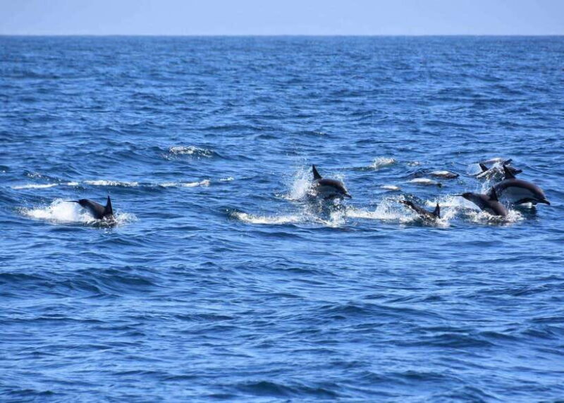 Dumaguete Manjuyod sand bar & Dolphin Watching - Introduction: An Authentic Beach Day with a Splash of Wildlife