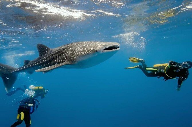 Dumaguete Oslob Whaleshark Tour - Transportation and Logistics