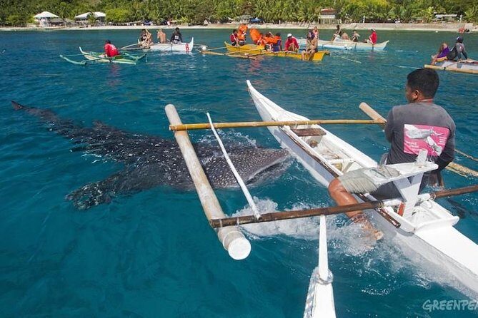 Dumaguete Oslob Whaleshark Tour - The Surrounding Area & Cultural Context