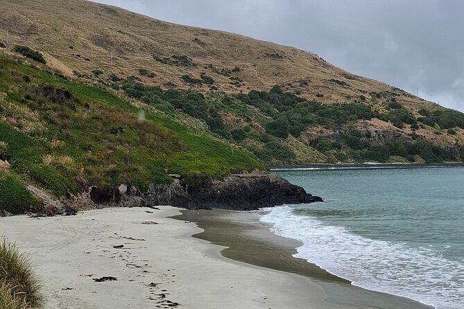 Dunedin and Otago Peninsula Tours For Up To 4 people - FAQ