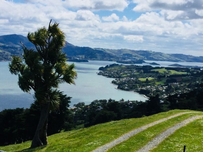 Dunedin: City Highlights and Otago Peninsula Scenery - Value and Cost