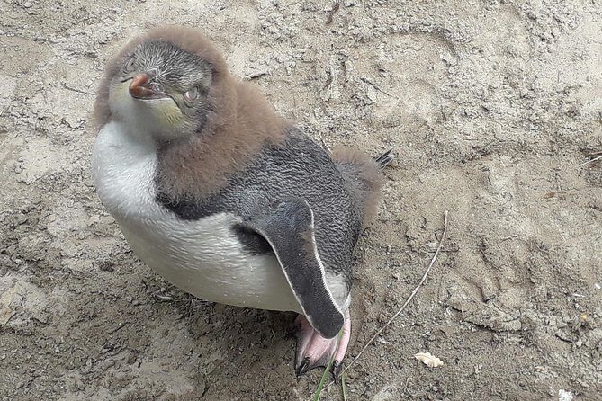 Dunedin City Highlights, Otago Peninsula Scenery & a Guided Penguin Reserve Tour - Price and Value: Does It Match Your Expectations?