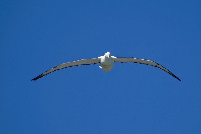 Dunedin City Highlights, Otago Peninsula Scenery & Albatross Guided Tour - Final Thoughts: Who Is This Tour Best For?
