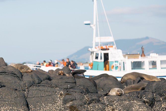 Dunedin City to Sea Wildlife Cruise + Peninsula Bus Tour - Key Points