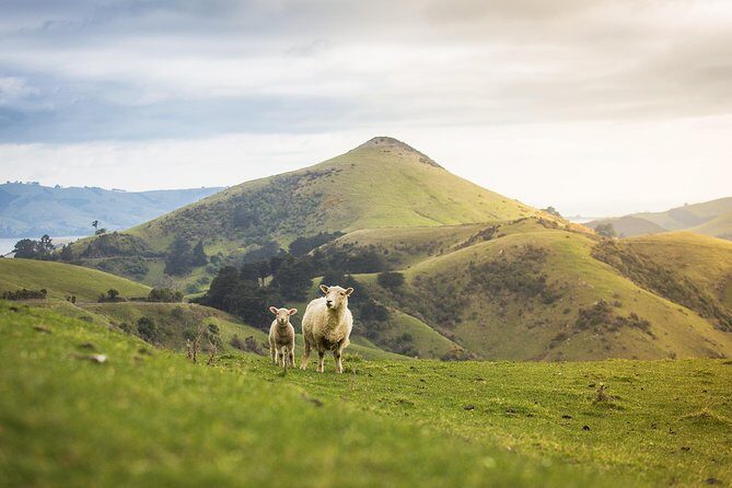 Dunedin City to Sea Wildlife Cruise + Peninsula Bus Tour - Land-based Otago Peninsula Tour