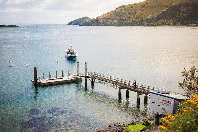 Dunedin City to Sea Wildlife Cruise + Peninsula Bus Tour - Wildlife Spotting and Personal Encounters