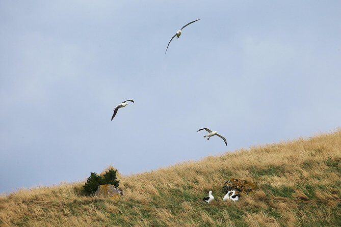 Dunedin City to Sea Wildlife Cruise + Peninsula Bus Tour - FAQs