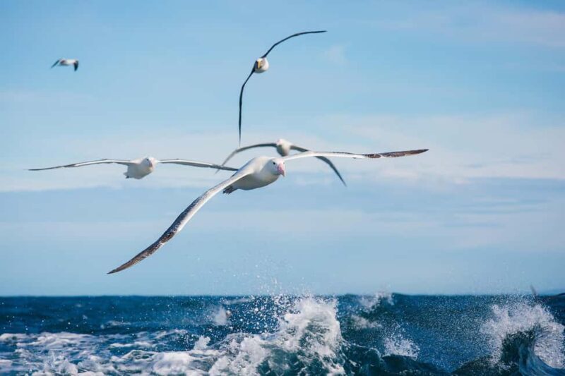 Dunedin: Monarch - One Hour Wildlife Cruise - Key Points