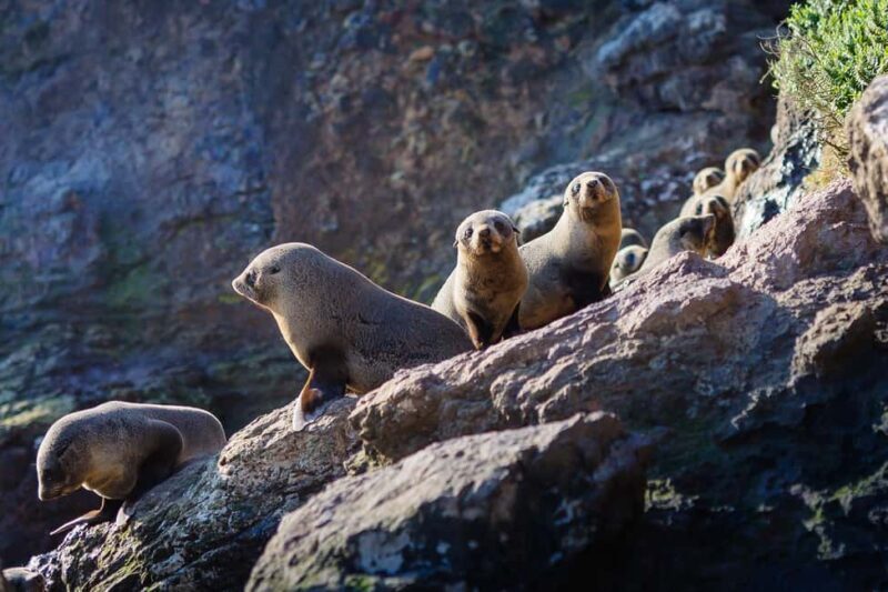 Dunedin: Monarch - One Hour Wildlife Cruise - An In-Depth Look at the Wildlife Cruise Experience