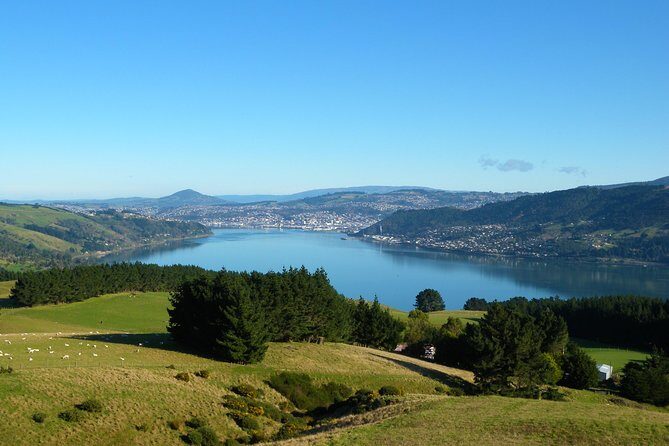 Dunedin Nature & City Tour  Full Day Cruise Excursion - The Sum Up: Is This Tour Right for You?