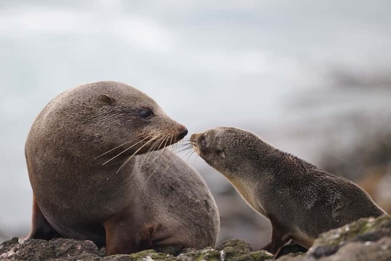 Dunedin: Otago Peninsula Clearwater Wildlife Tour - How Does It Value For Money?