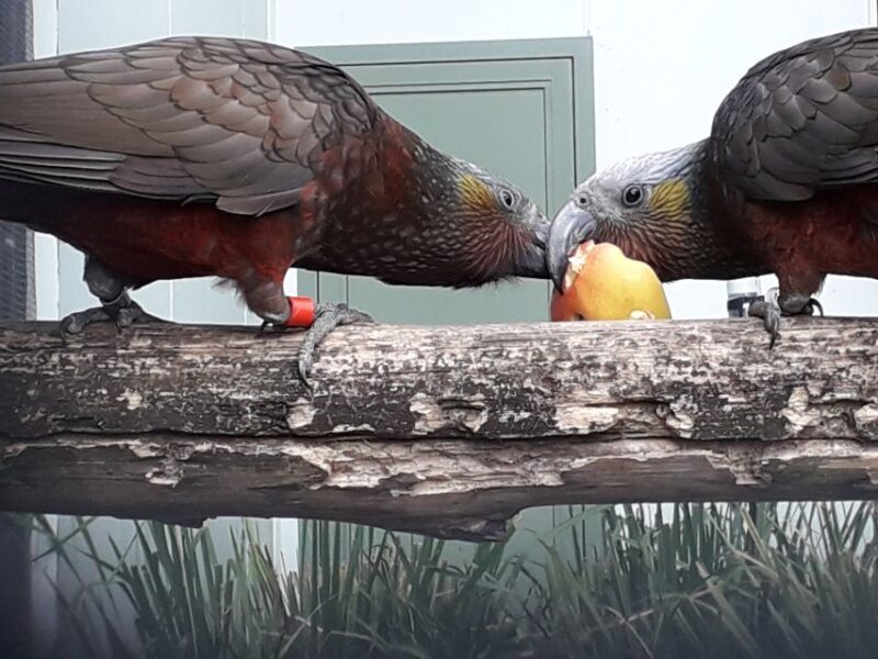 Dunedin: Otago Peninsula with Guided Penguin Tour - What the Tour Covers and Why It Matters