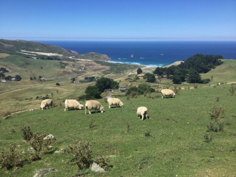 Dunedin: Otago Peninsula with Guided Penguin Tour - Itinerary Breakdown: What to Expect