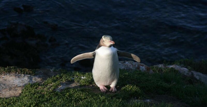 Dunedin: Otago Peninsula with Guided Penguin Tour - Why This Tour Works Well