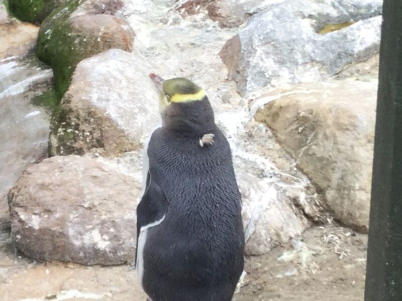 Dunedin: Otago Peninsula with Guided Penguin Tour - Frequently Asked Questions