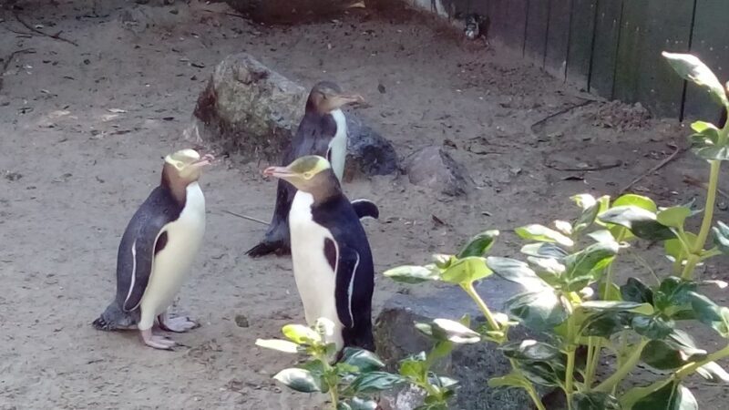 Dunedin: Otago Peninsula with Guided Penguin Tour - Final Thoughts