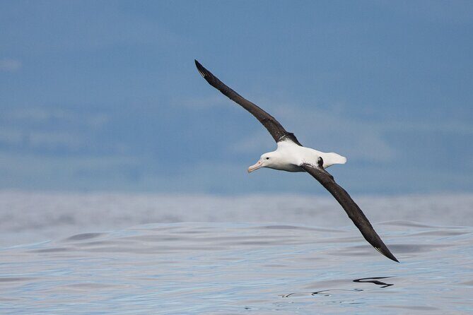Dunedin Private Fullday Tour - Transportation, Timing, and Practicalities