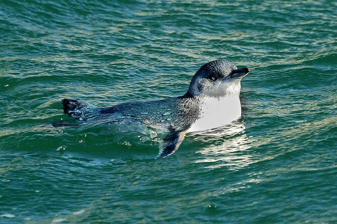 Dunedin Wildlife Cruise-Albatross, seals and harbour - The Sum Up