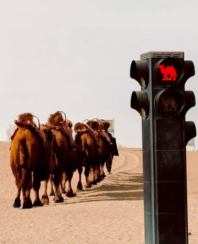 Dunhuang Highlights Tour: Mogao Caves, Desert & Night Market - Authentic Experiences Often Highlighted by Travelers