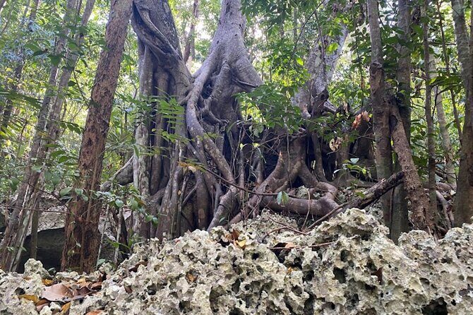 Dunns River Falls and Green Grotto cave Private tour - Who Will Love This Tour?