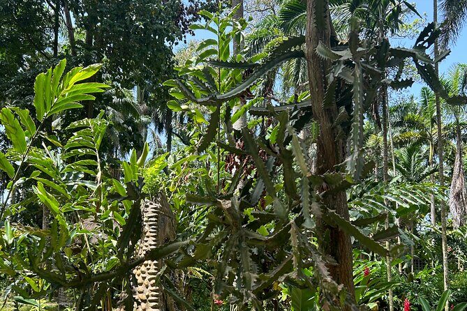 Dunns River Falls Mahogany Beach and Hilltop Lookout Tour - The Sum Up