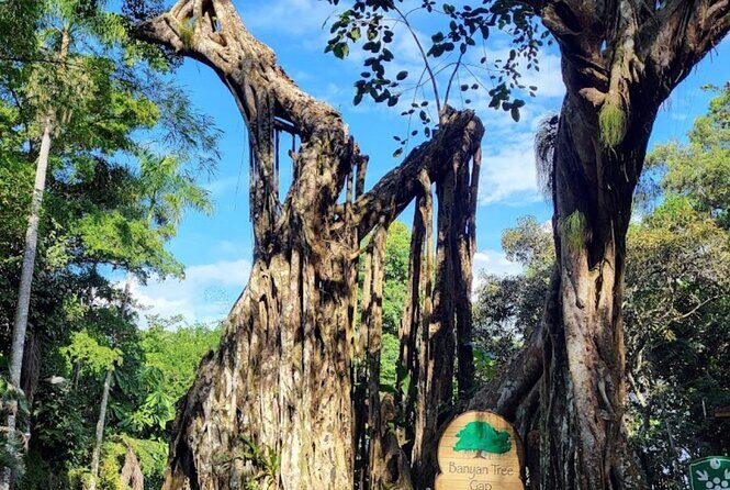 Dunns River & Horse Back Riding Activity from Montego Bay - FAQs