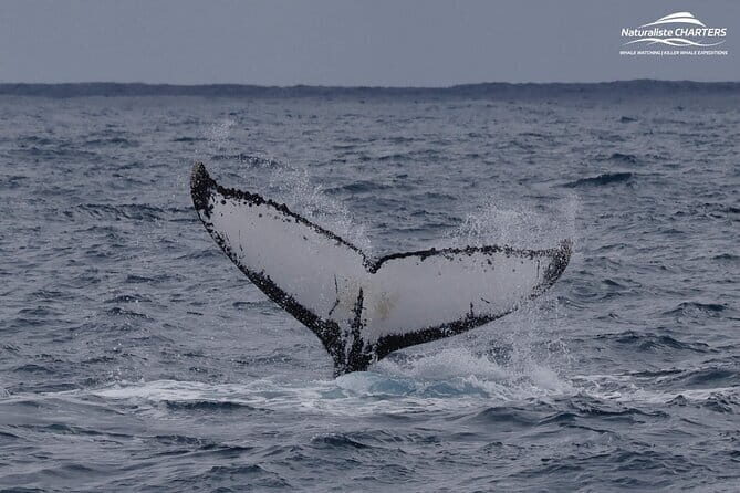 Dunsborough Eco and Snorkel Boat Tour - The Sum Up: Should You Book This Tour?