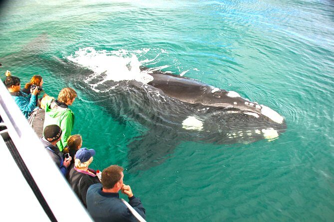 Dunsborough Whale Watching Eco Tour - Practical Tips for a Smooth Trip