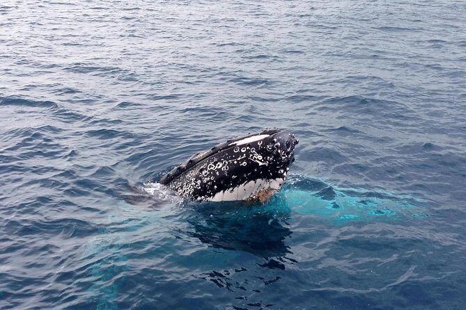Dunsborough Whale Watching Eco Tour - Frequently Asked Questions