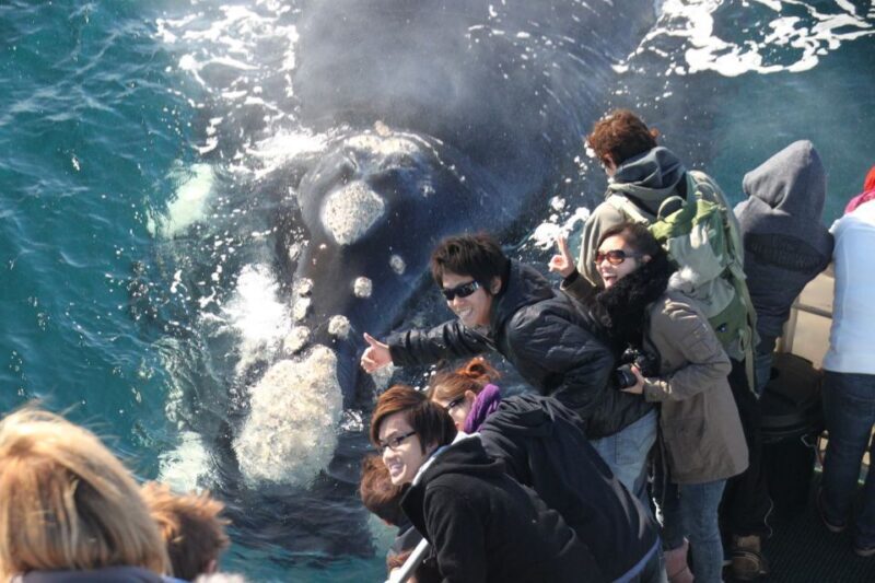 Dunsborough: Whale Watching Tour - Key Points