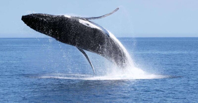Dunsborough: Whale Watching Tour - Who Will Enjoy This Tour the Most?