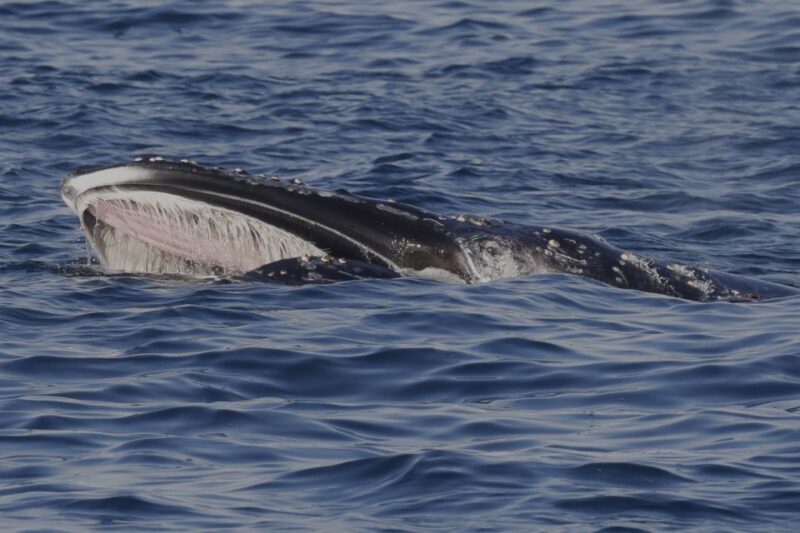 Dunsborough: Whale Watching Tour - FAQ