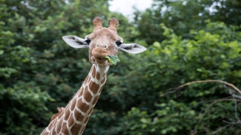 Dunstable: Whipsnade Zoo Full-Day Entrance Ticket - An In-Depth Look at What to Expect at Whipsnade Zoo