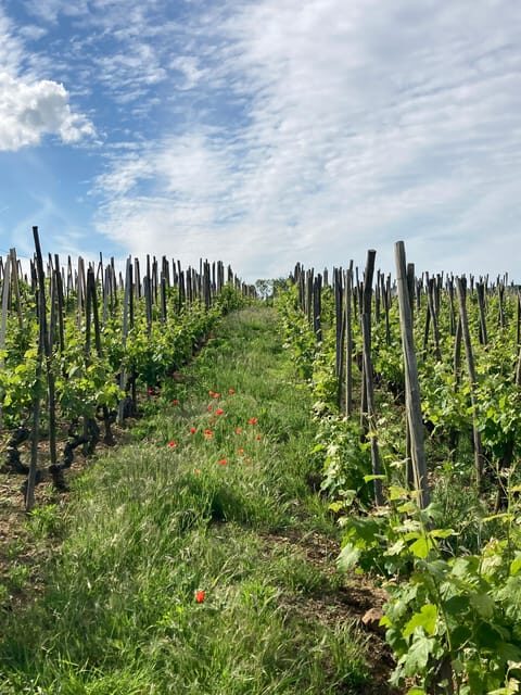 DUO PARENTS CHILDREN WINE CÔTE-RÔTIE TOUR VISIT - Setting and Itinerary: What to Expect