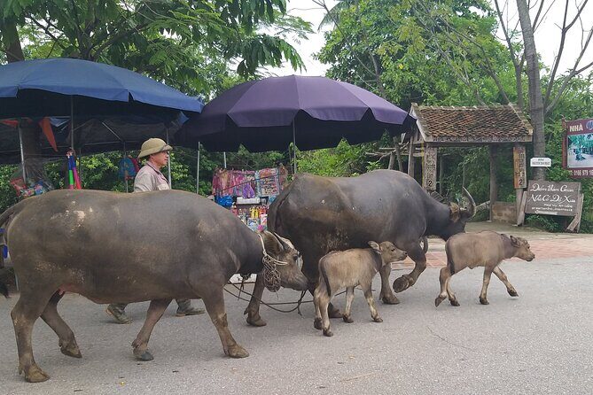 Duong Lam ancient village - Thay Pagoda - Van Phúc silk - Authentic Experiences and Traveler Insights