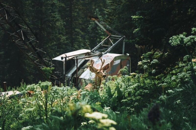 Durango Half Day Jeep Tour - La Plata Canyon - Valuing the Experience