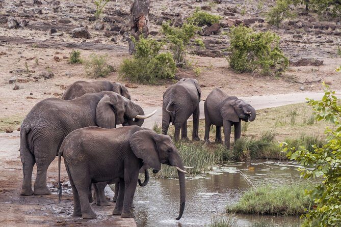Durban: Big 5 Luxury Safari at an Award Winning Game Reserve  Zeiss Binoculars - The Best Fit for This Tour