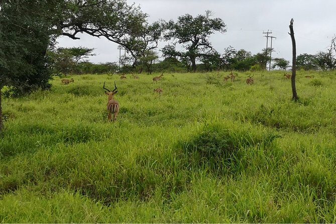 Durban: Big 5 Luxury Safari at an Award Winning Game Reserve  Zeiss Binoculars - Frequently Asked Questions